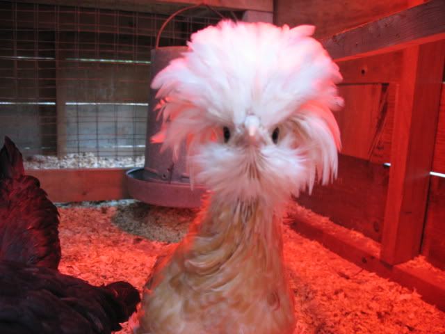 Meyer Hatchery Sexing And Breed Quality Polish Backyard Chickens Learn How To Raise Chickens