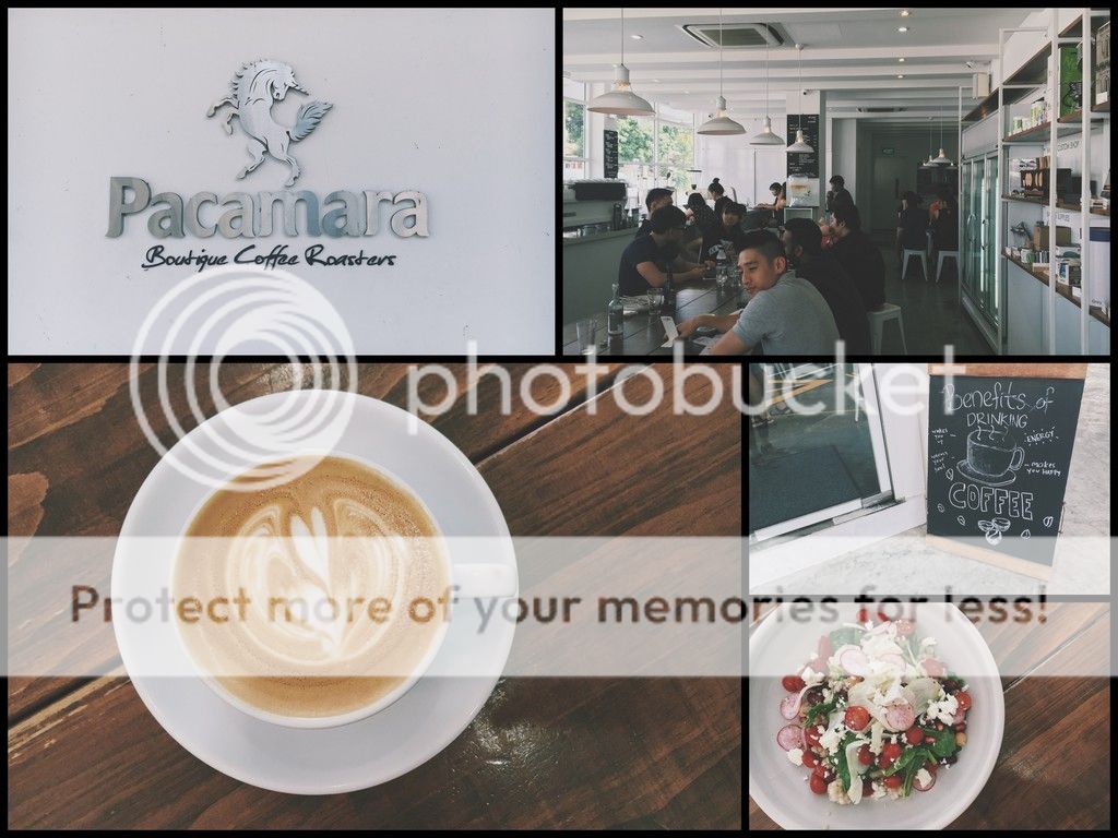 Pacamara | Along Life's Path